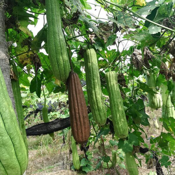 Embracing Sustainability: Introducing the Biodegradable Loofah for ...
